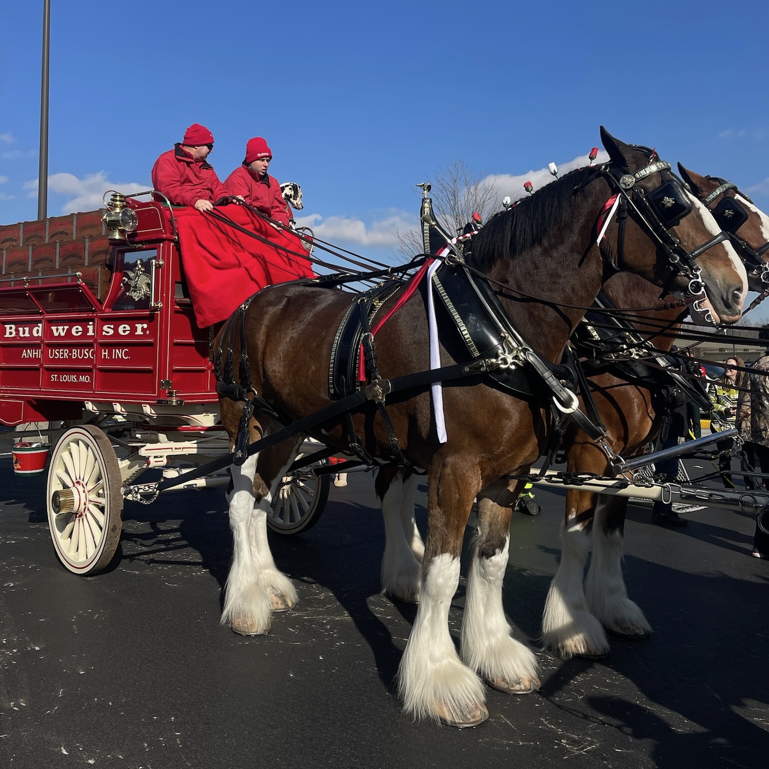 Budweiser Clydesdales - Thirteen 13 Farms